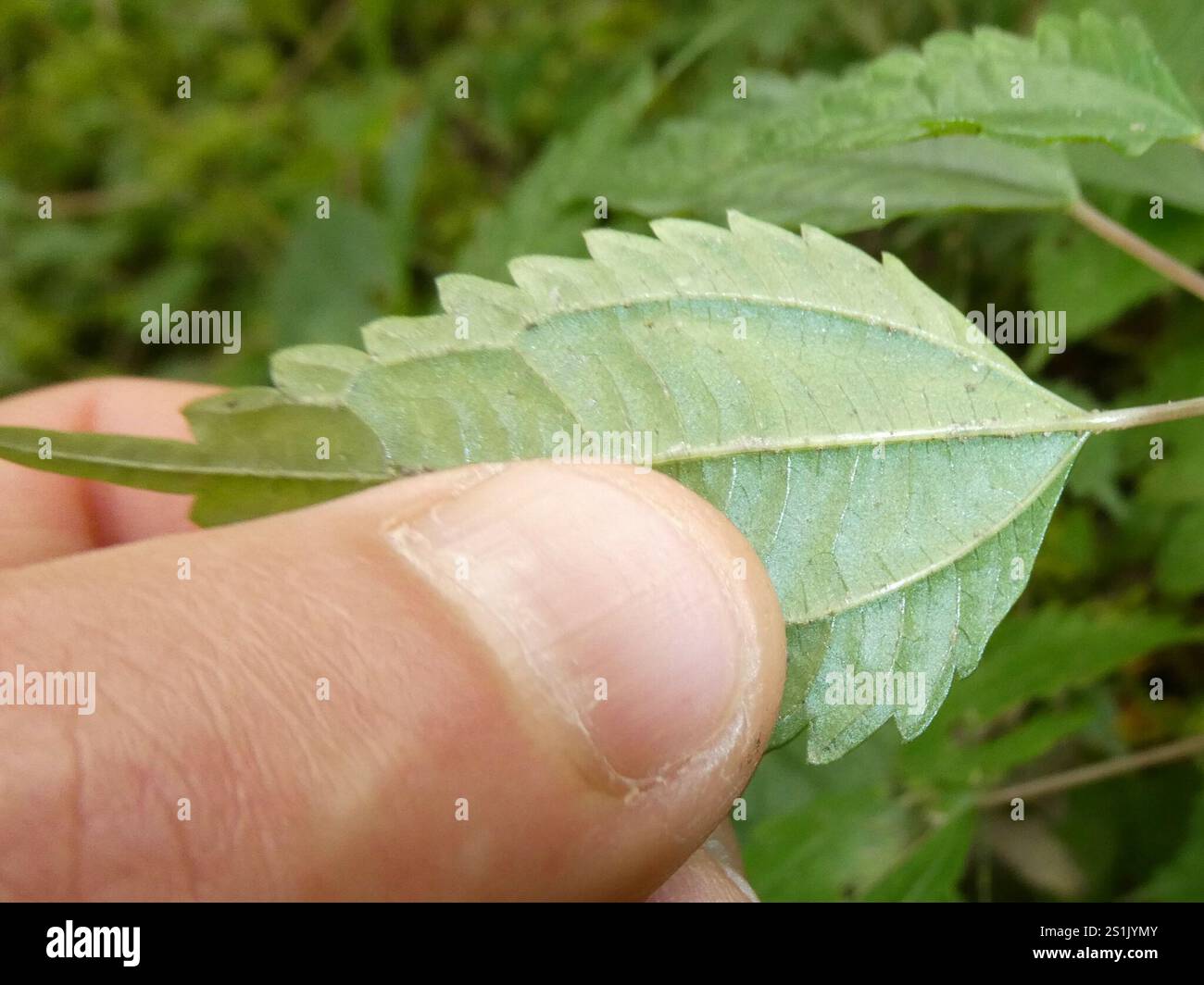 Canada clearweed (Pilea pumila Stock Photo - Alamy