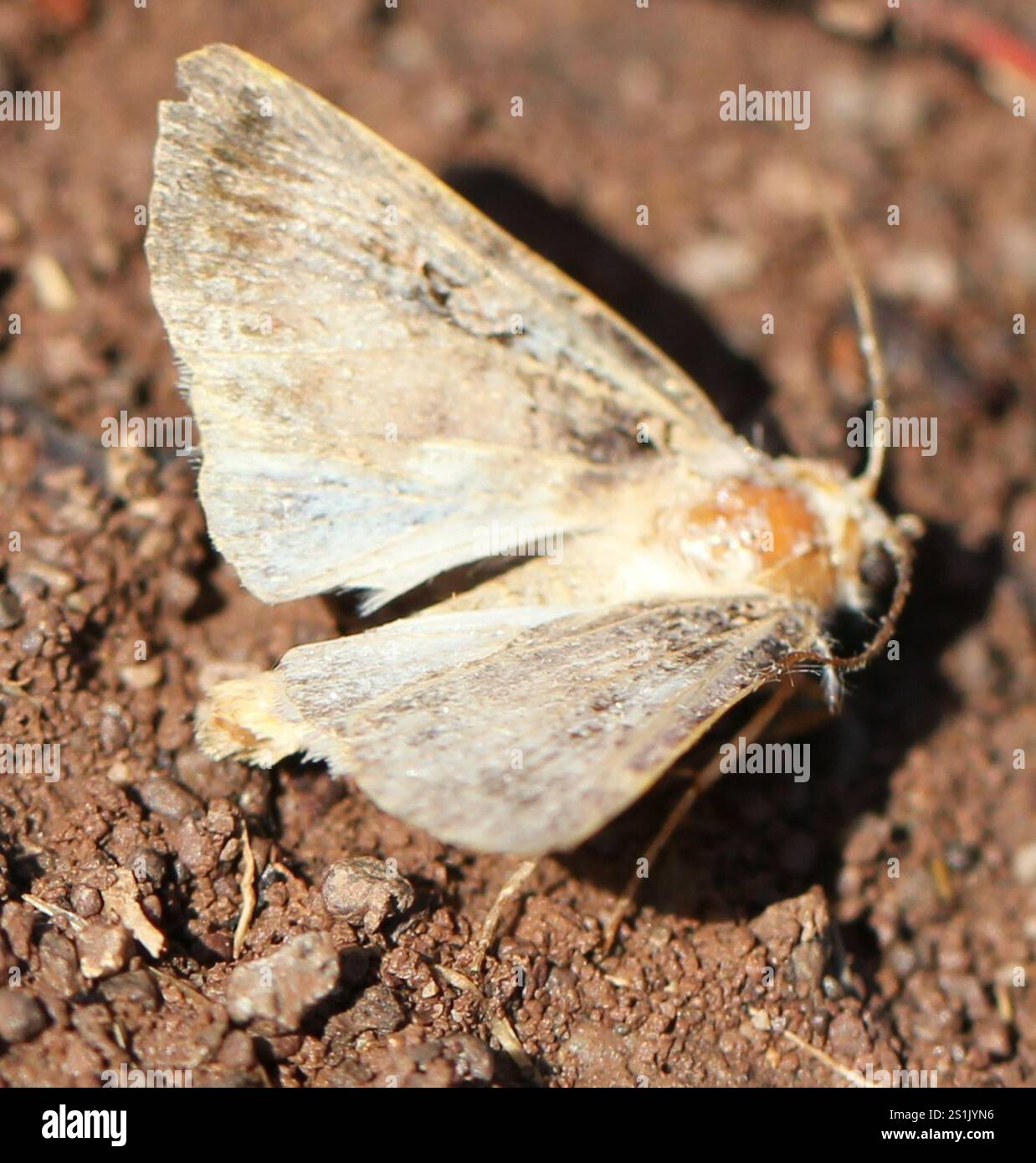 Owlet Moths and Allies (Noctuoidea Stock Photo - Alamy