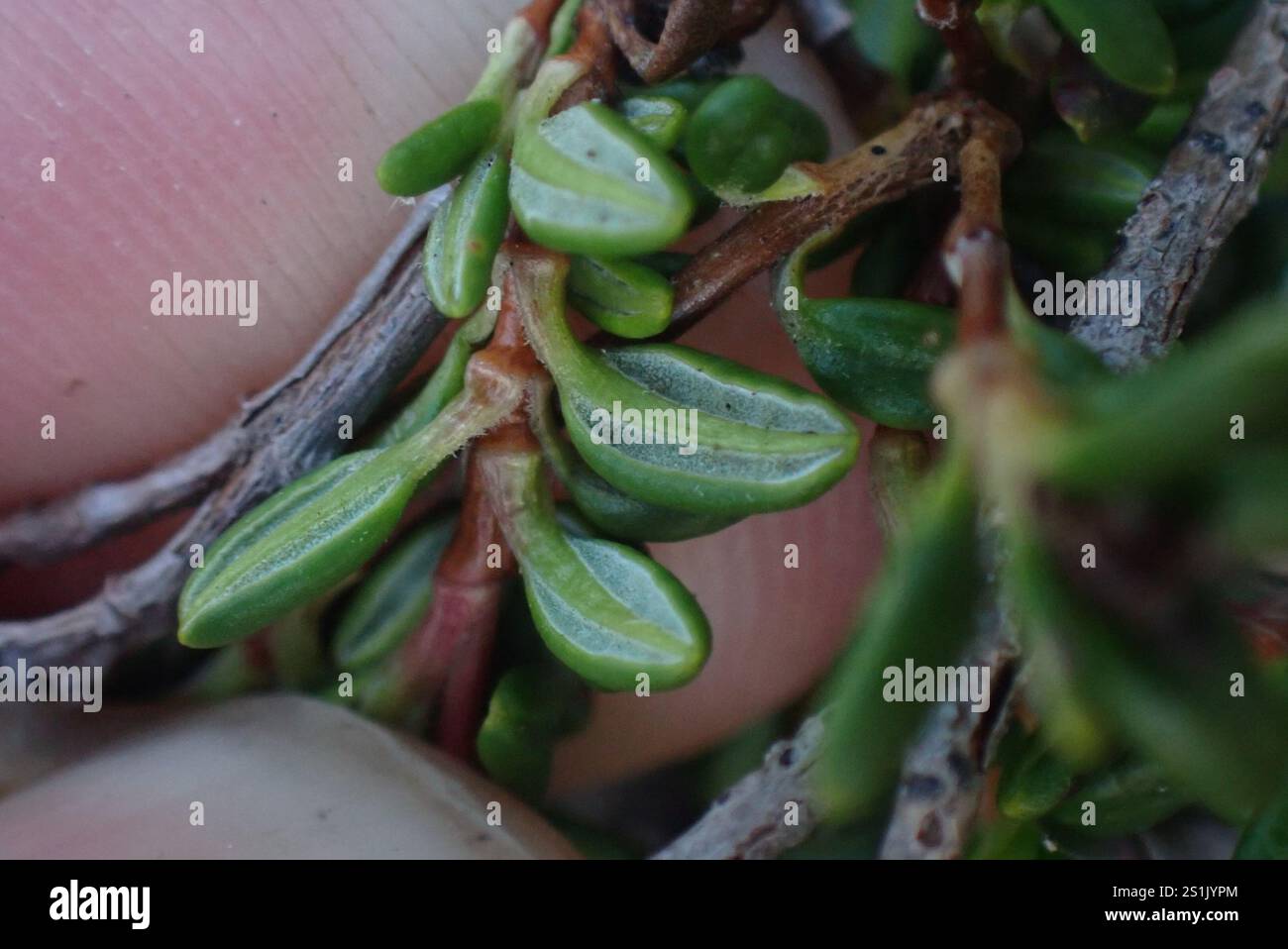 alpine azalea (Kalmia procumbens Stock Photo - Alamy