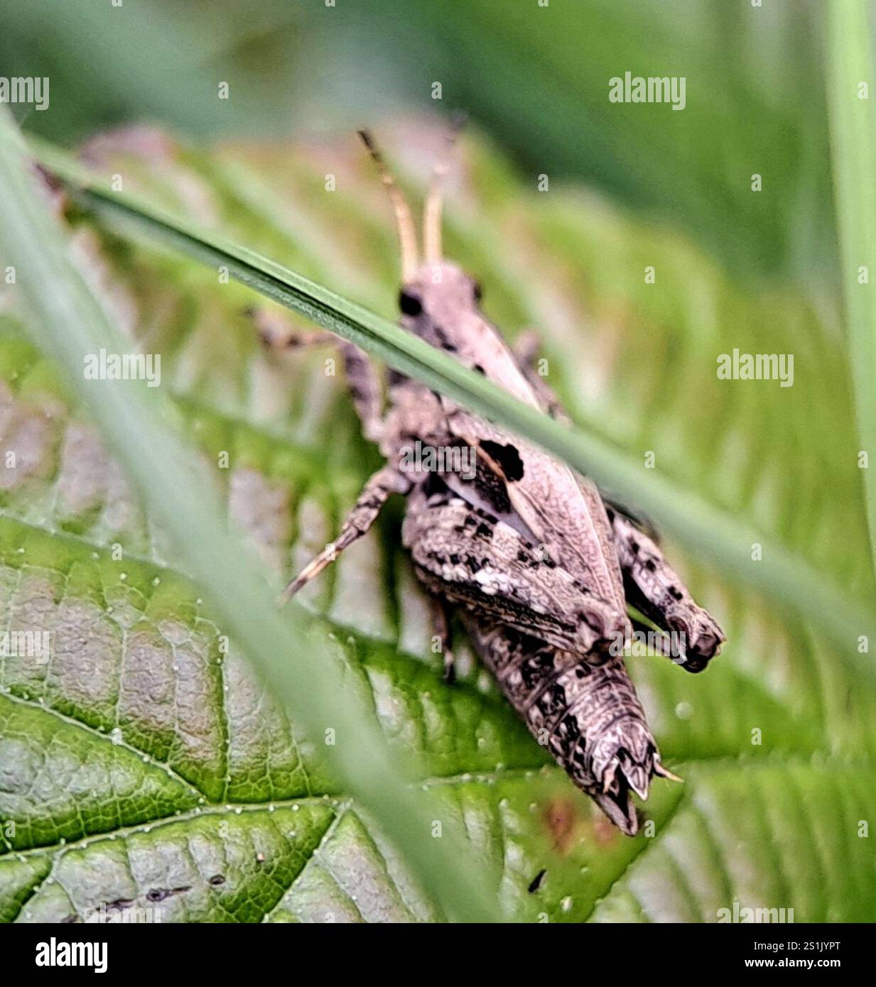 Common Groundhopper (Tetrix undulata Stock Photo - Alamy
