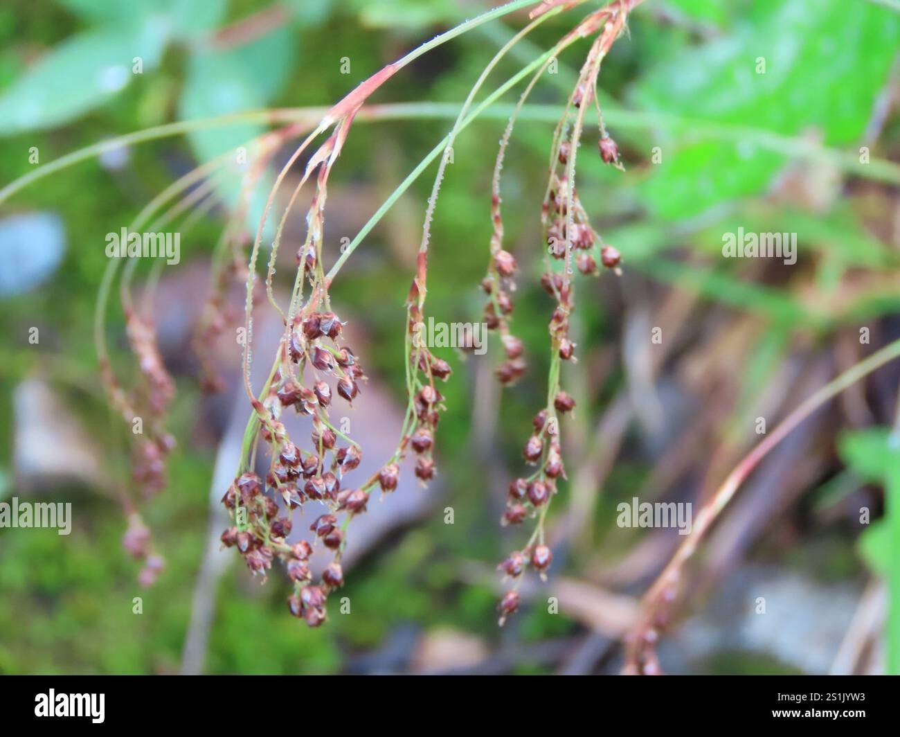 Small-flower Woodrush (Luzula parviflora Stock Photo - Alamy