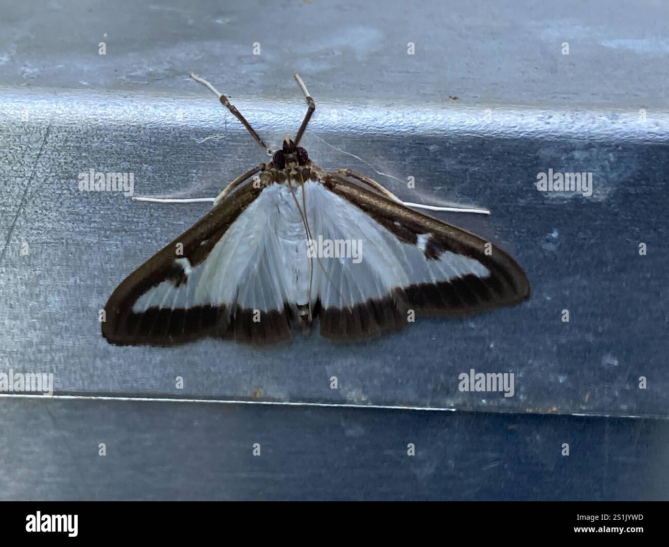 Box Tree Moth (Cydalima perspectalis Stock Photo - Alamy