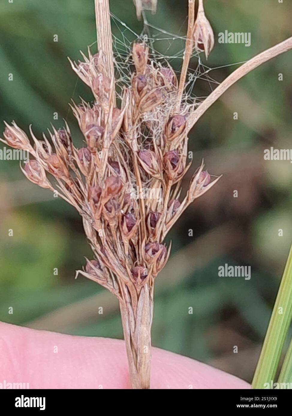 Hard Rush (Juncus inflexus Stock Photo - Alamy