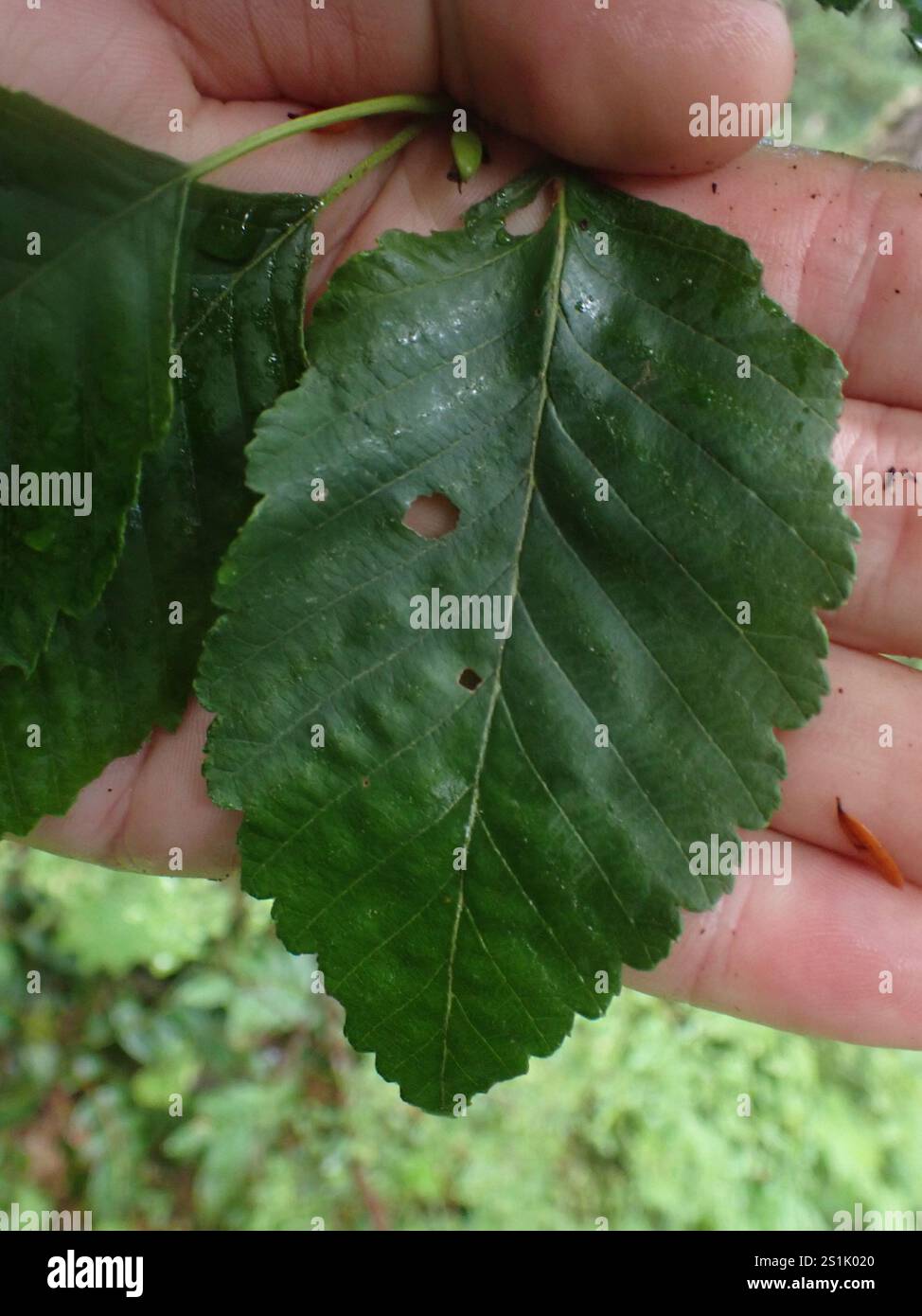 Red Alder (Alnus rubra Stock Photo - Alamy