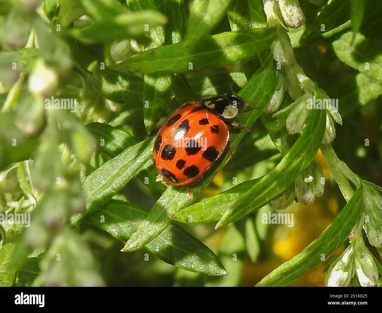 Asian Lady Beetle (Harmonia axyridis Stock Photo - Alamy