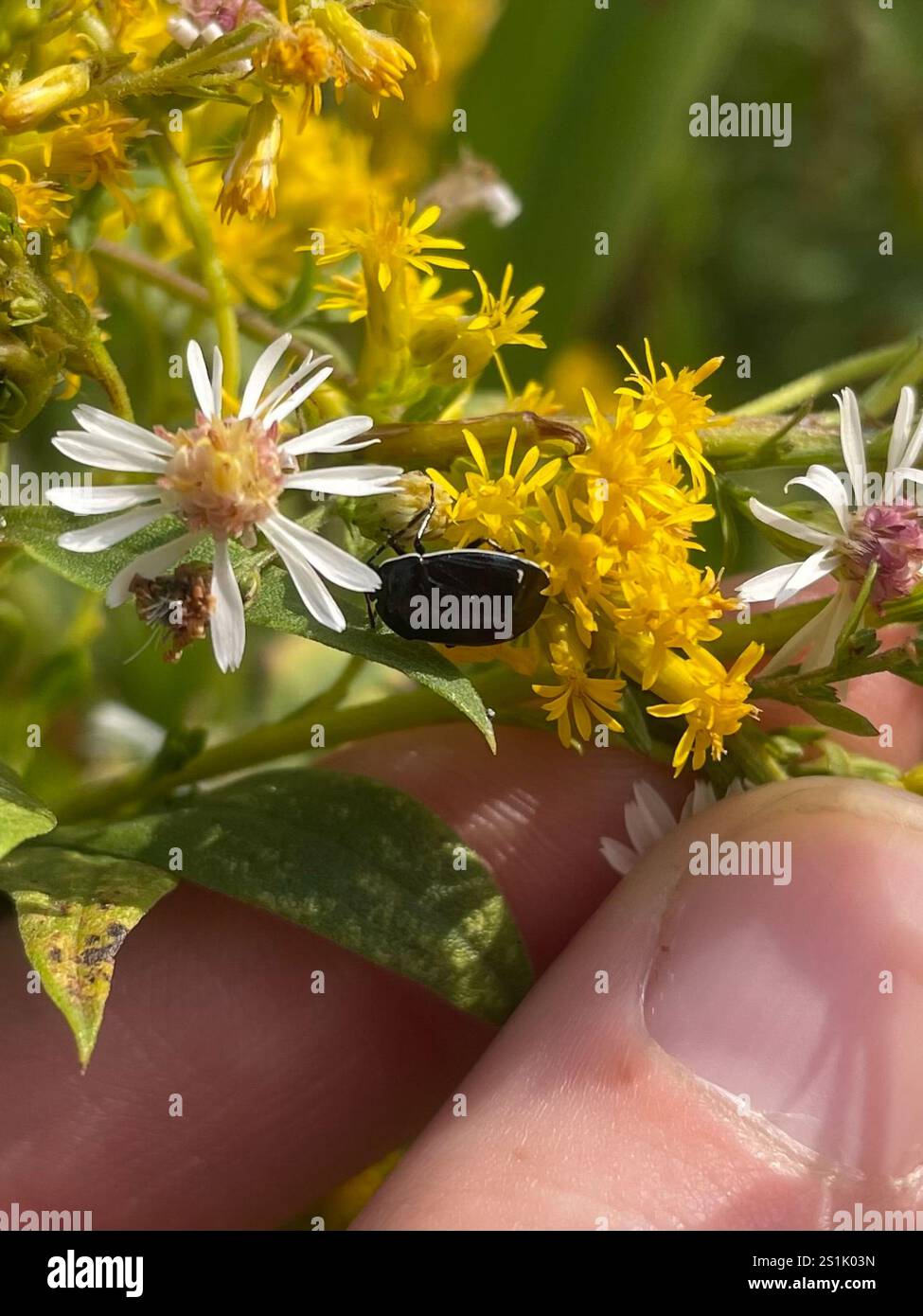 White-margined Burrower Bug (Sehirus cinctus Stock Photo - Alamy