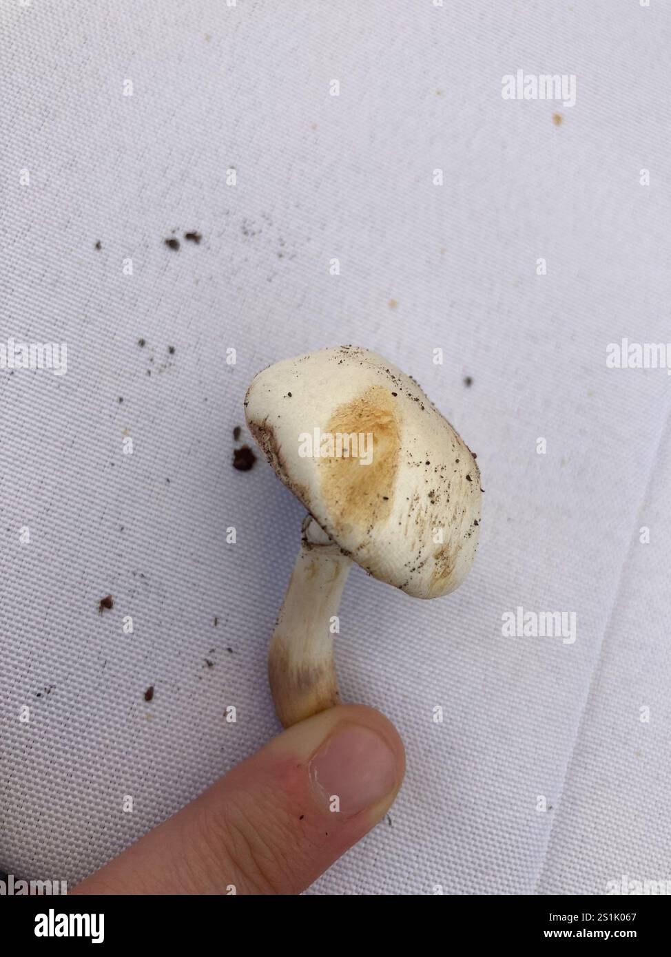 Yellow Stainer (Agaricus xanthodermus Stock Photo - Alamy