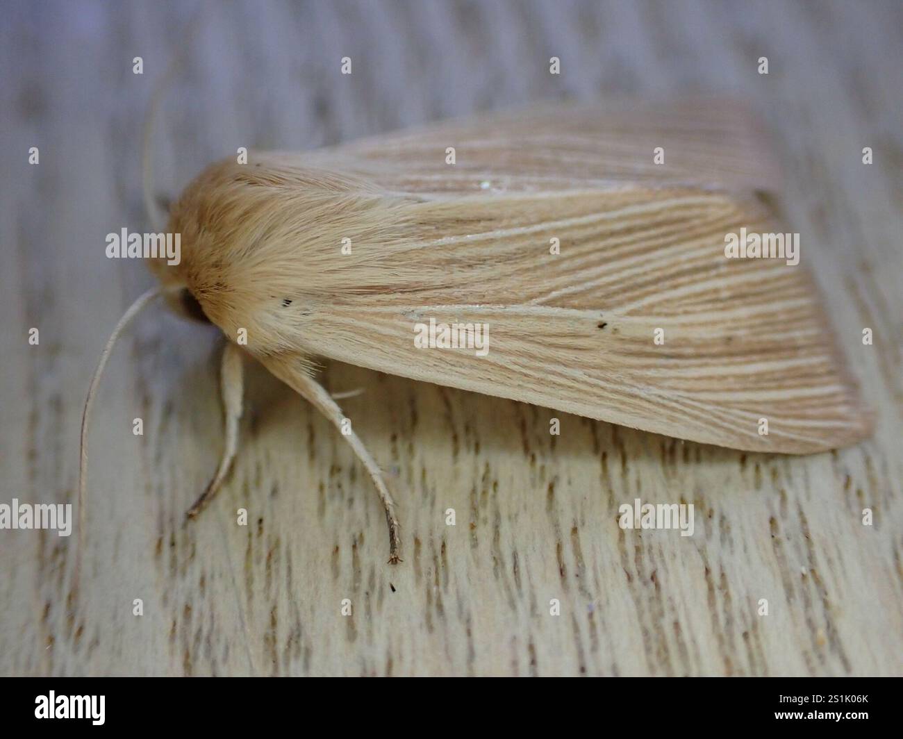 Common Wainscot (Mythimna pallens Stock Photo - Alamy