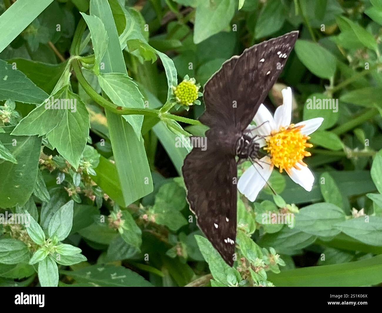Horace's Duskywing (Erynnis horatius Stock Photo - Alamy
