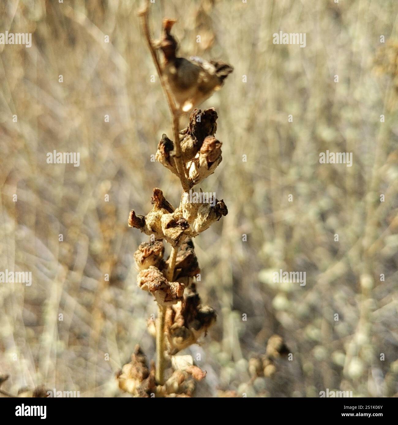 southern coastal bushmallow (Malacothamnus fasciculatus Stock Photo - Alamy