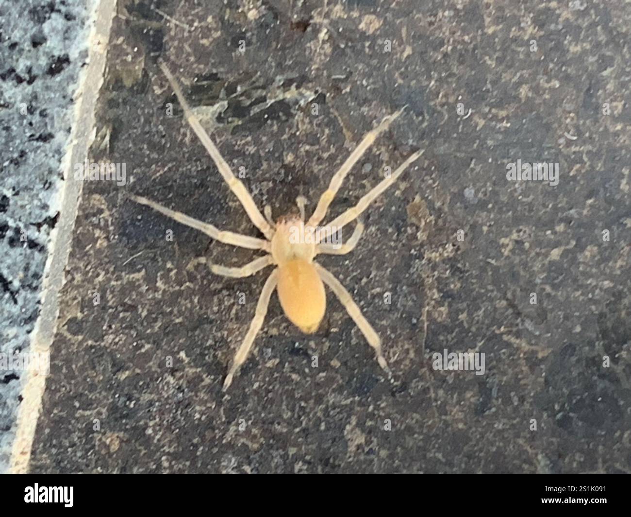 Northern Yellow Sac Spider (Cheiracanthium mildei Stock Photo - Alamy