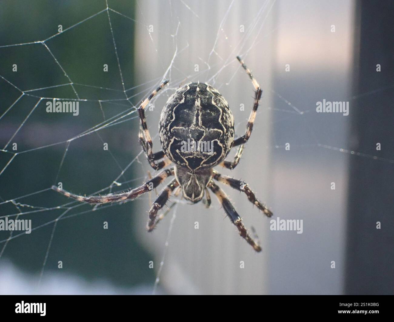 Furrow Spiders (Larinioides Stock Photo - Alamy