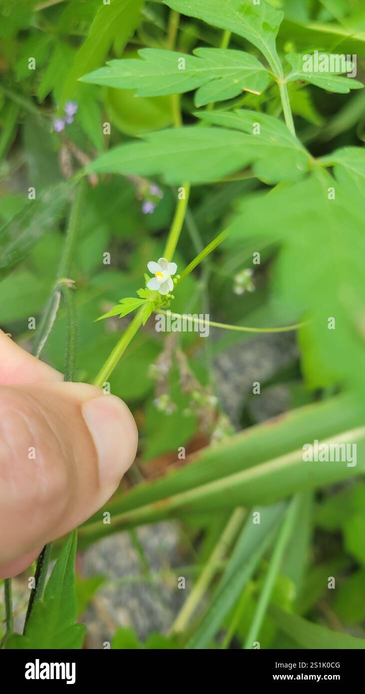Lesser Balloon Vine (Cardiospermum halicacabum Stock Photo - Alamy