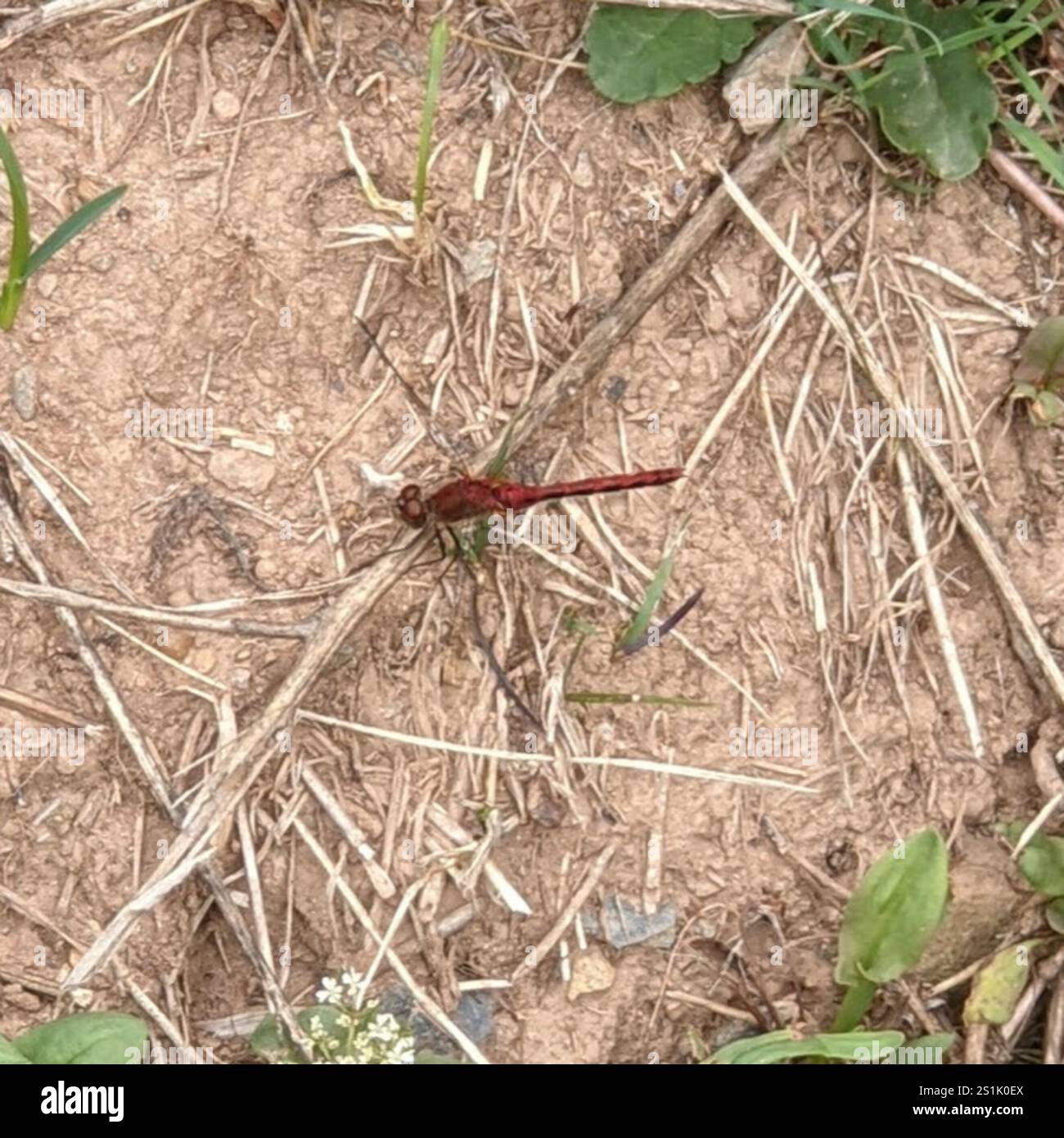 Cherry-faced Meadowhawk (Sympetrum internum Stock Photo - Alamy