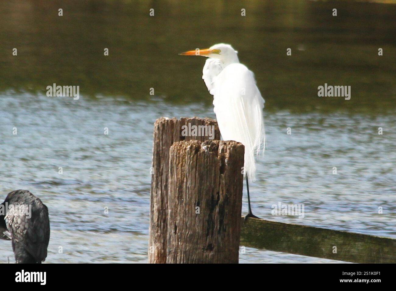 Eastern Great Egret (Ardea alba modesta Stock Photo - Alamy