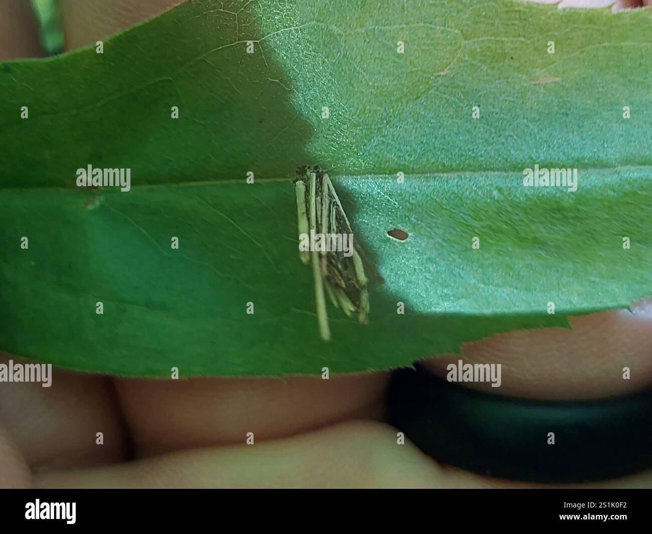 Common Bagworm Moth (Psyche casta Stock Photo - Alamy