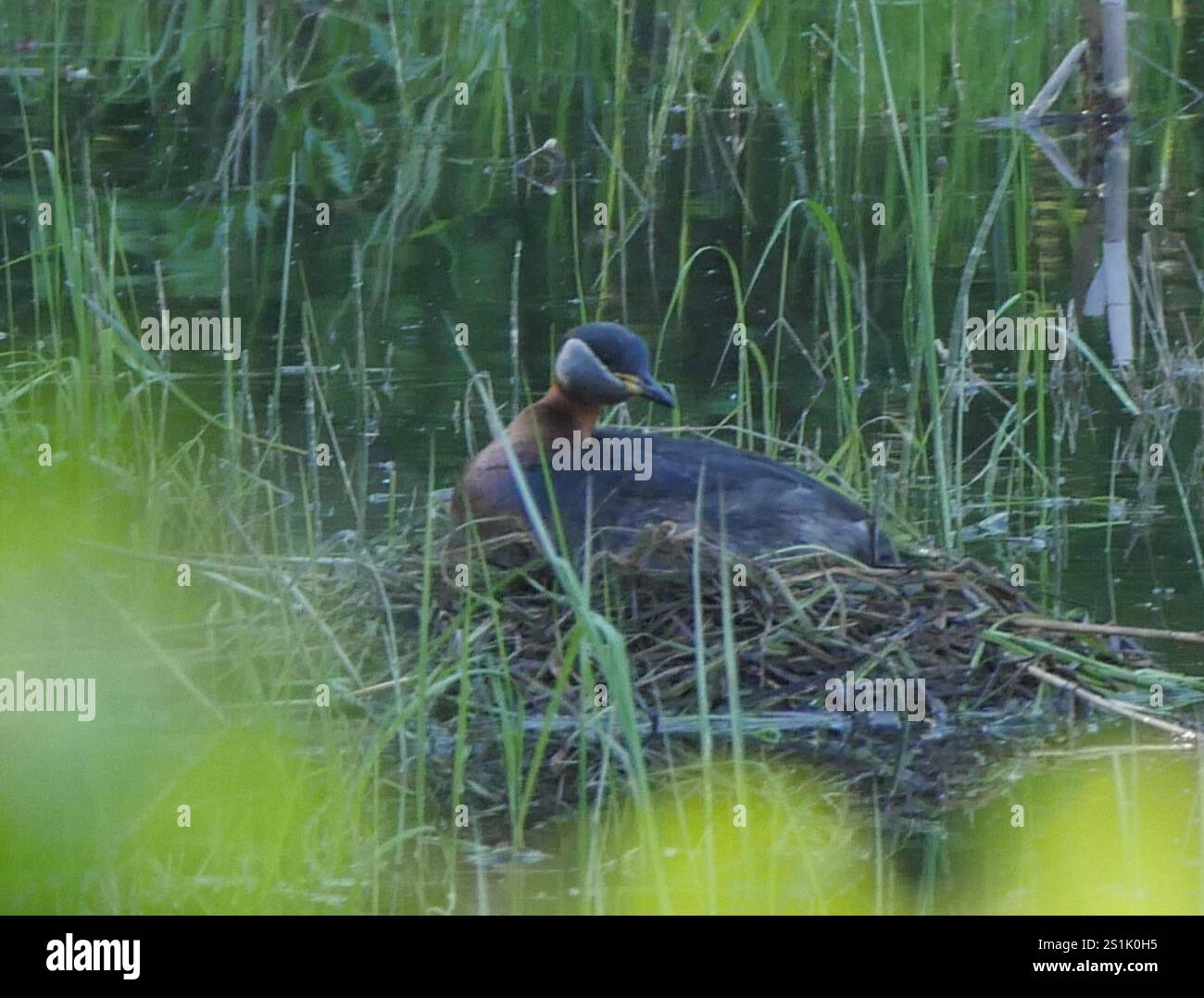 Red-necked Grebe (Podiceps grisegena Stock Photo - Alamy