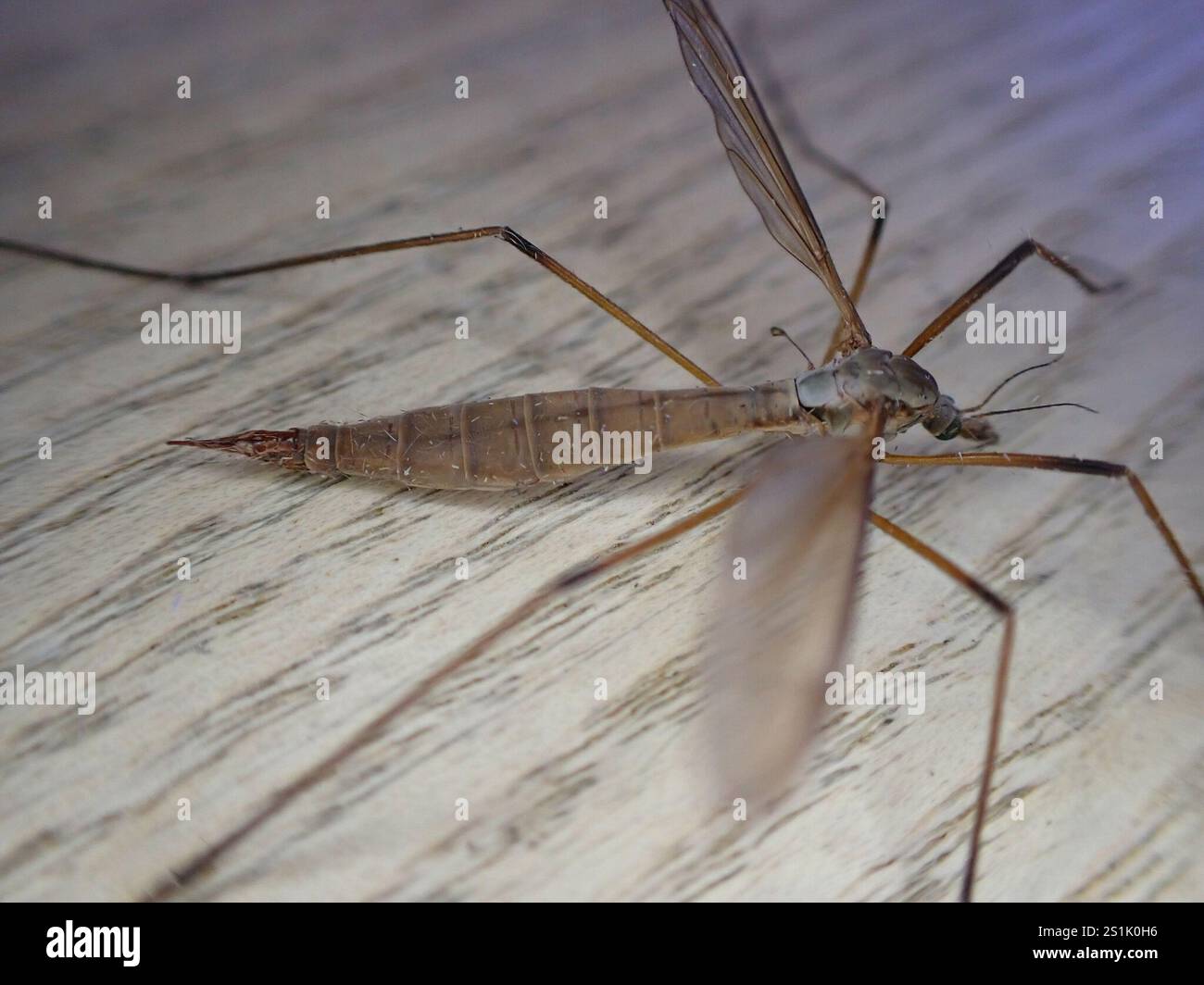 European Crane Fly (Tipula paludosa Stock Photo - Alamy