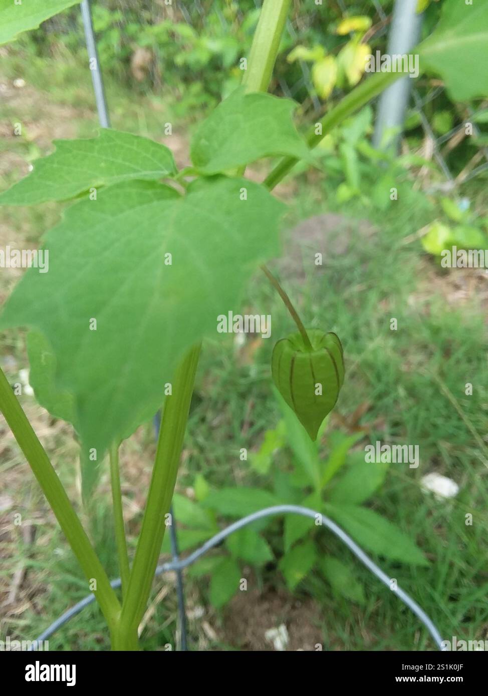 cutleaf groundcherry (Physalis angulata Stock Photo - Alamy