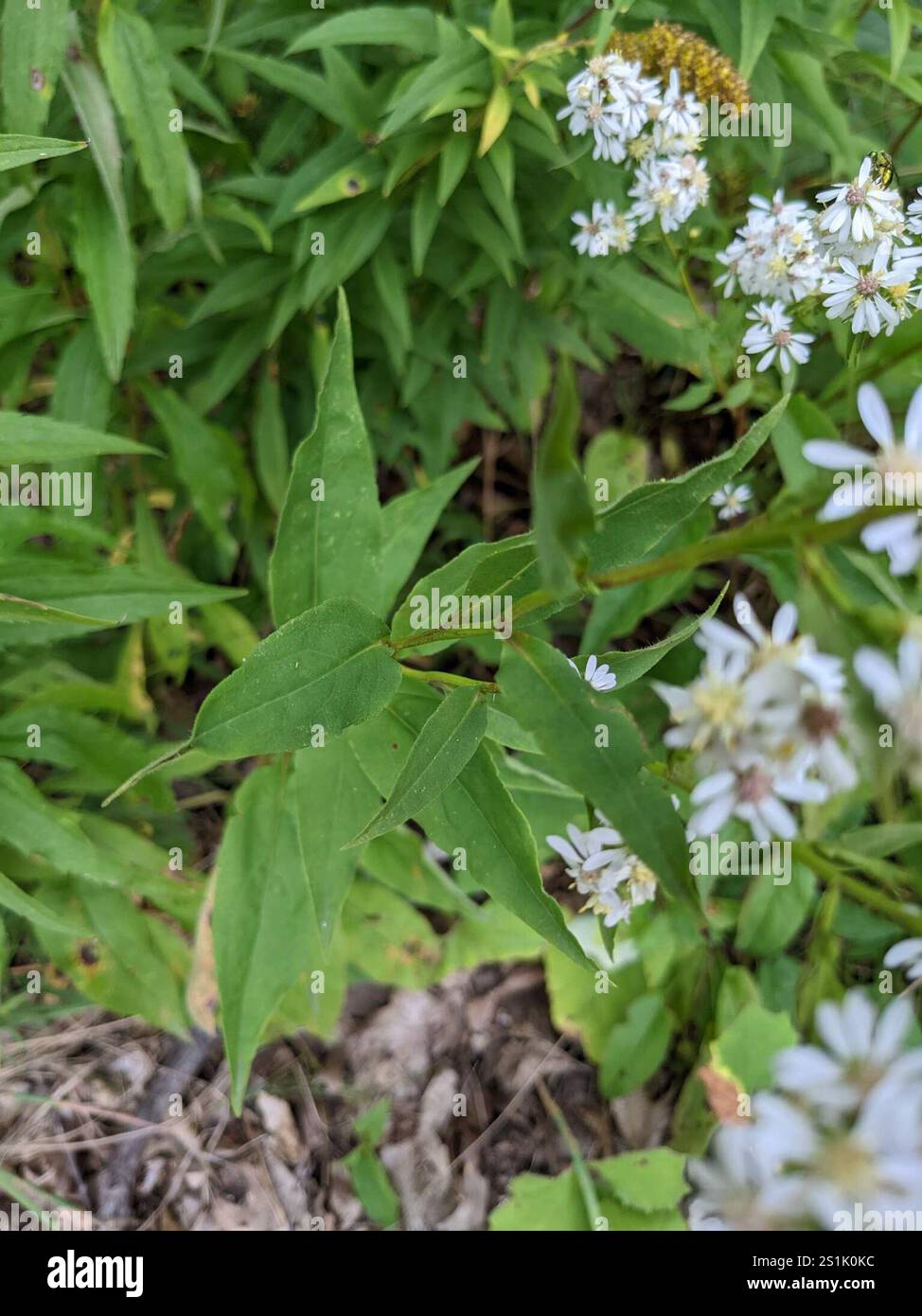 Arrow-leaved Aster (Symphyotrichum urophyllum Stock Photo - Alamy