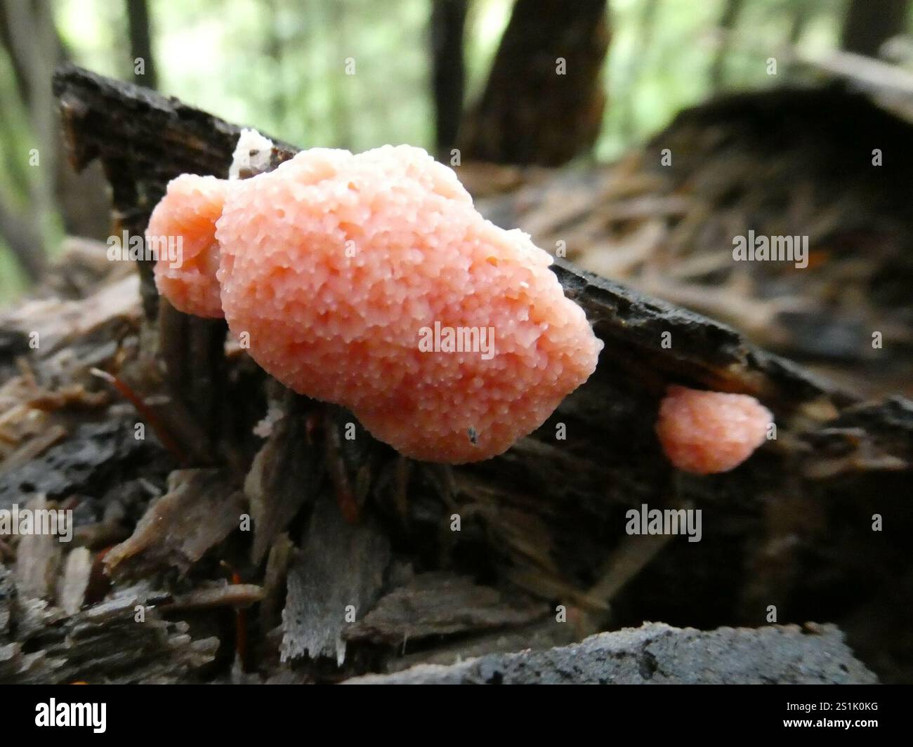 Red Raspberry Slime Mold (Tubifera ferruginosa Stock Photo - Alamy