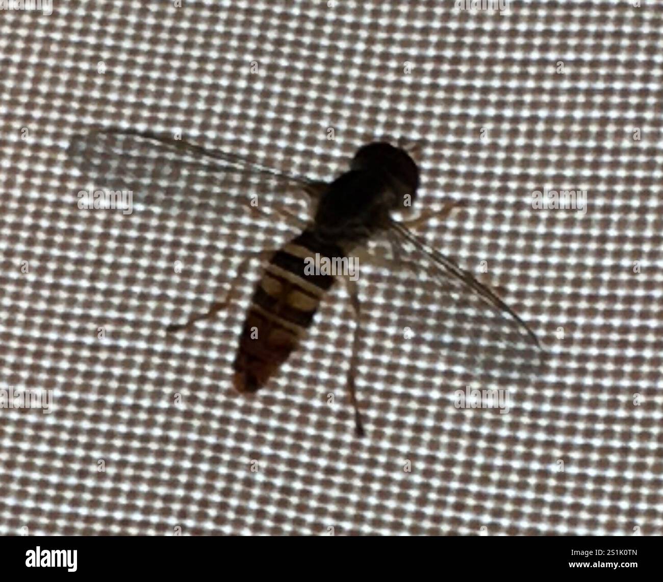 Maize Calligrapher (Toxomerus politus Stock Photo - Alamy