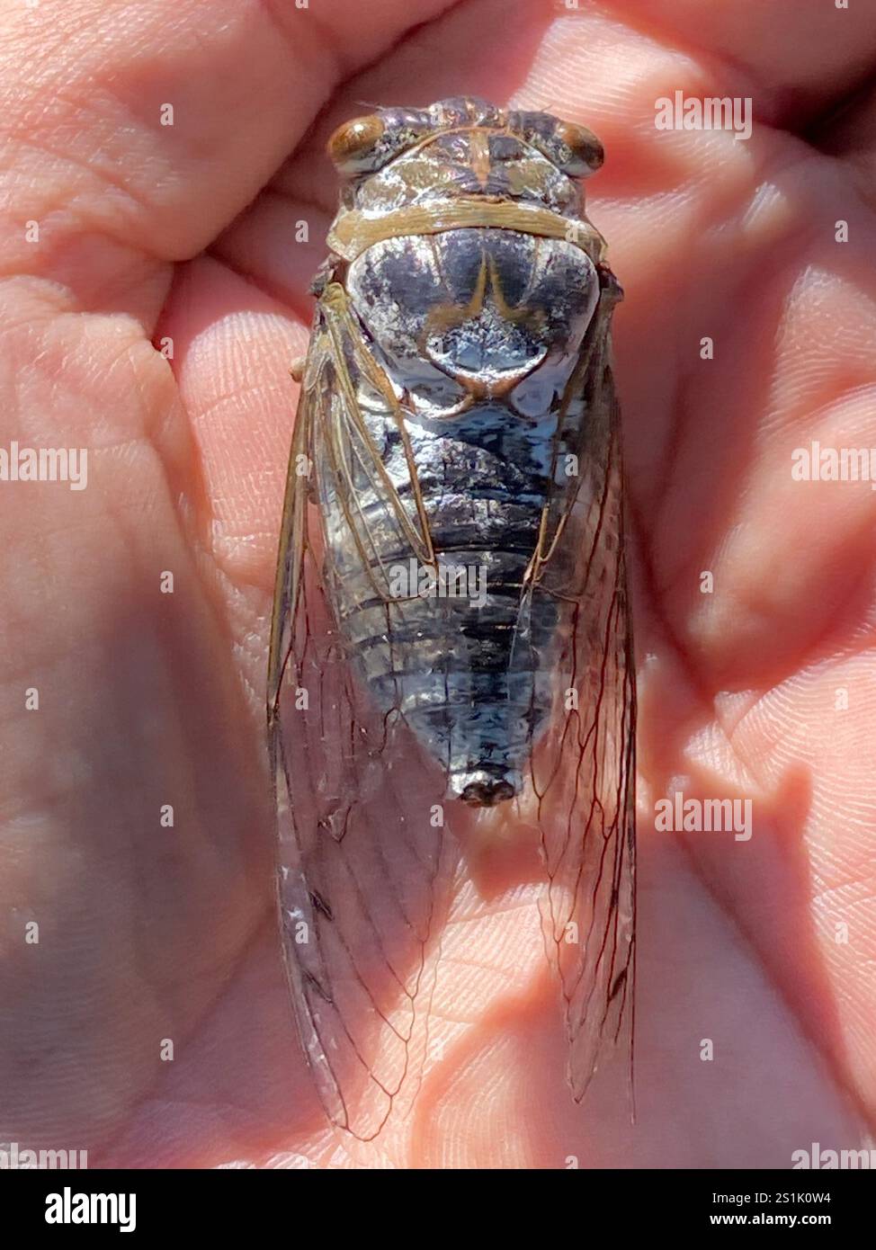 Northern Dusk-singing Cicada (Megatibicen grossa Stock Photo - Alamy