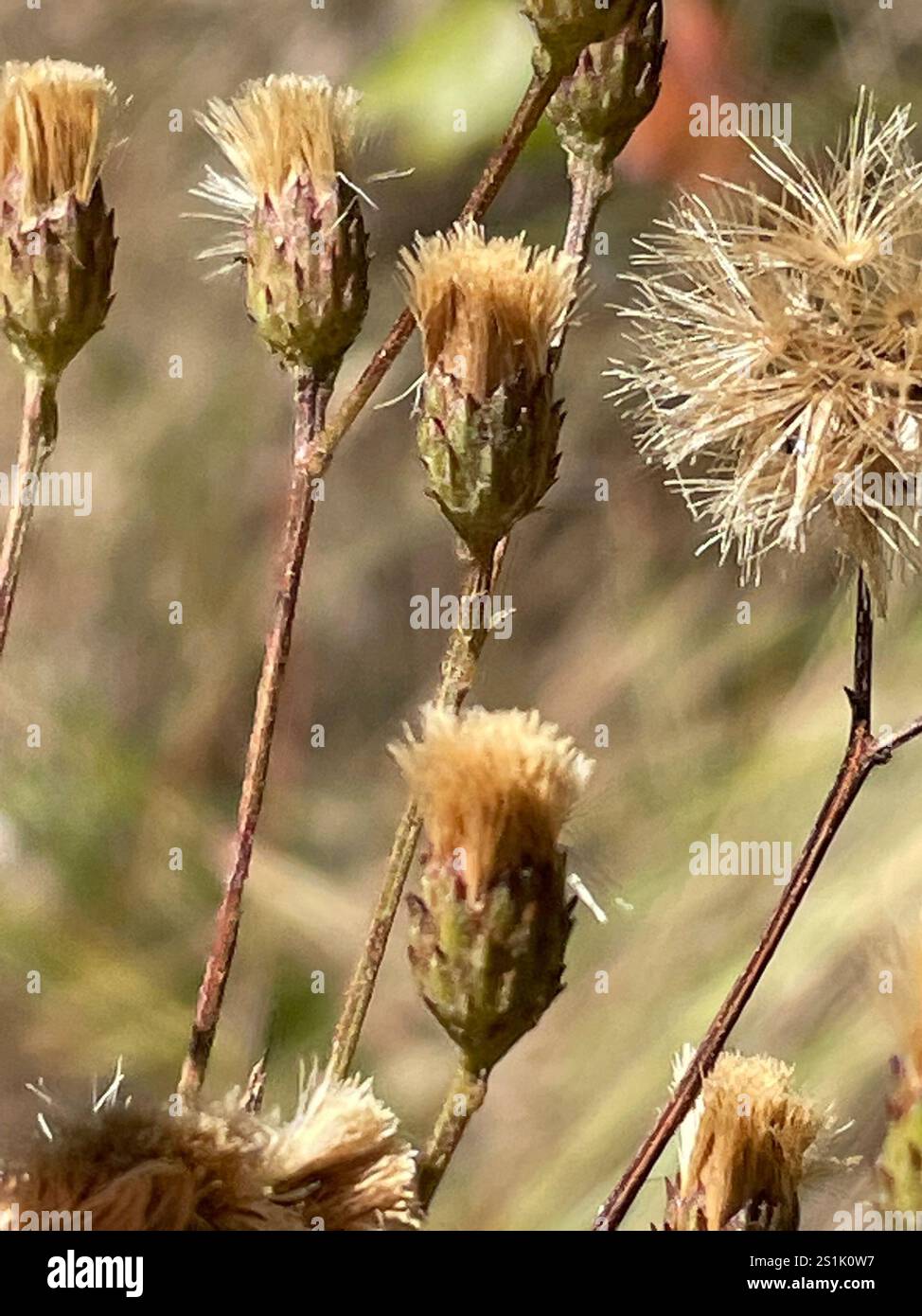 Narrow Leaf Ironweed (Vernonia angustifolia Stock Photo - Alamy