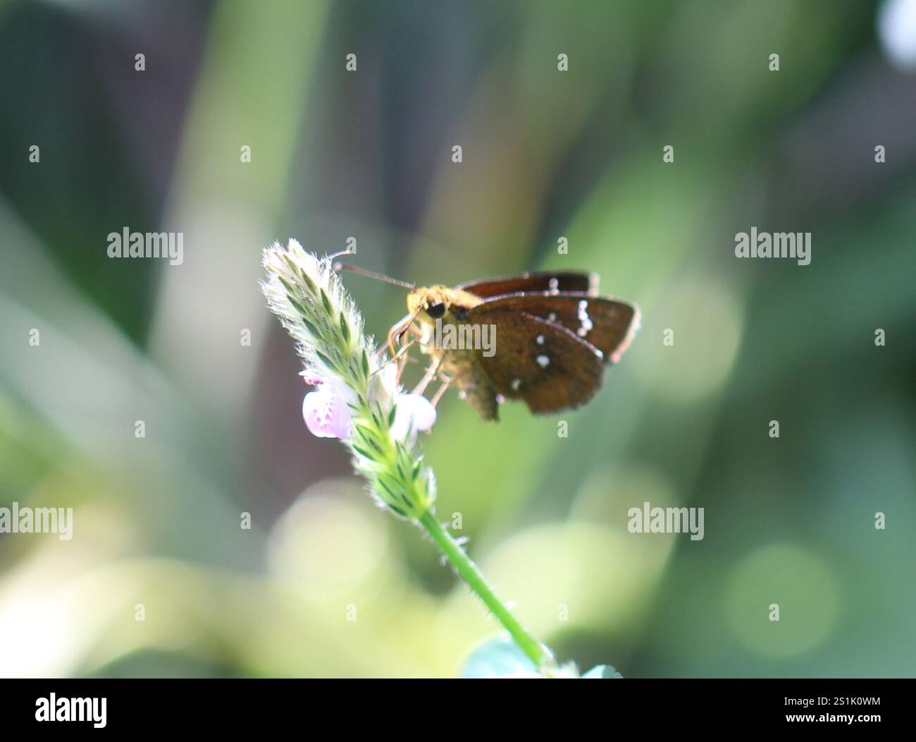 Chestnut Bob (Iambrix salsala Stock Photo - Alamy