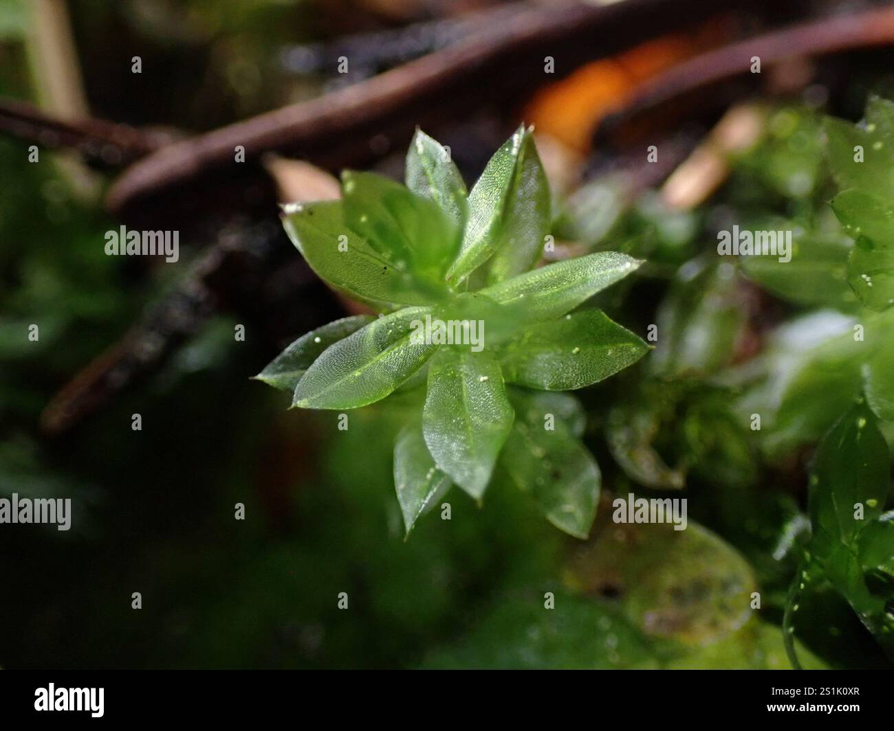 Badge Moss (Plagiomnium insigne Stock Photo - Alamy