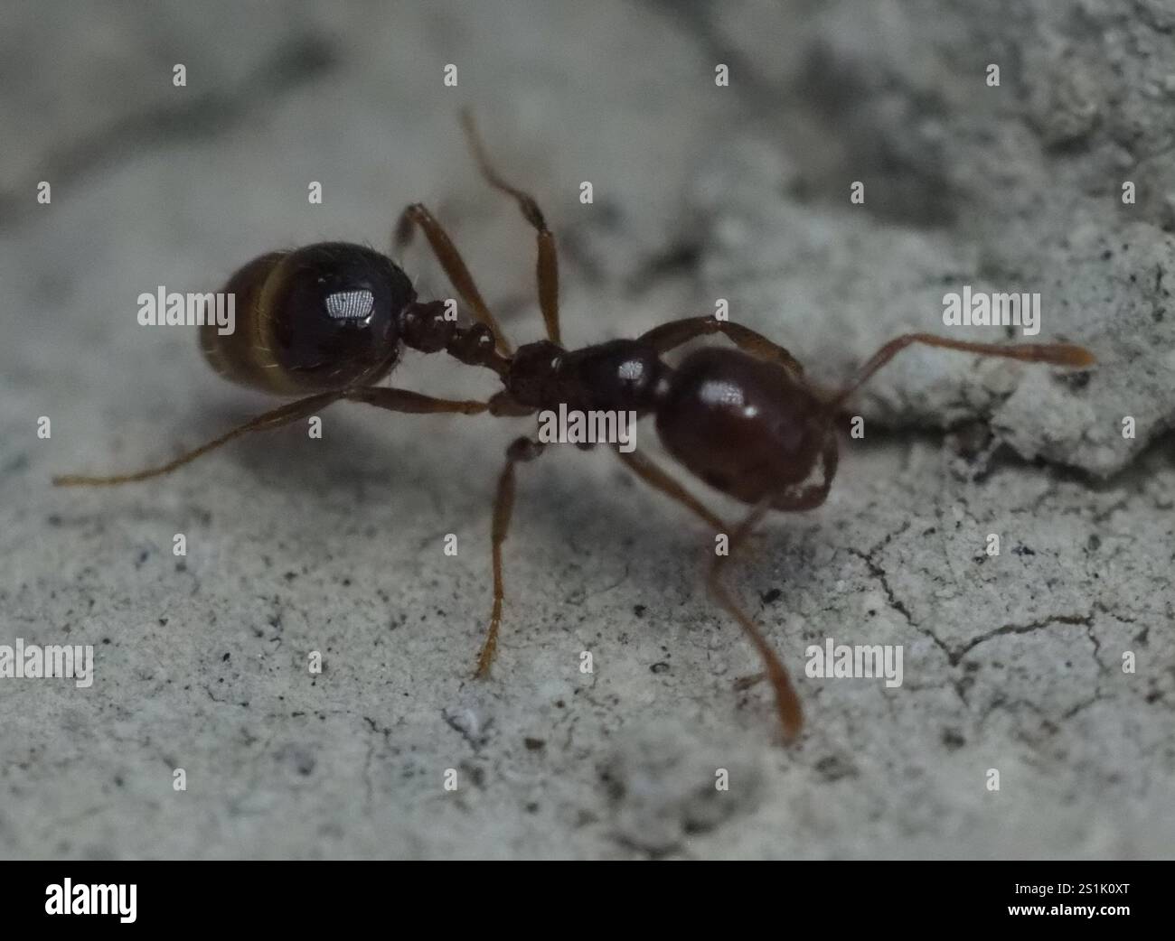 Red Imported Fire Ant (Solenopsis invicta Stock Photo - Alamy