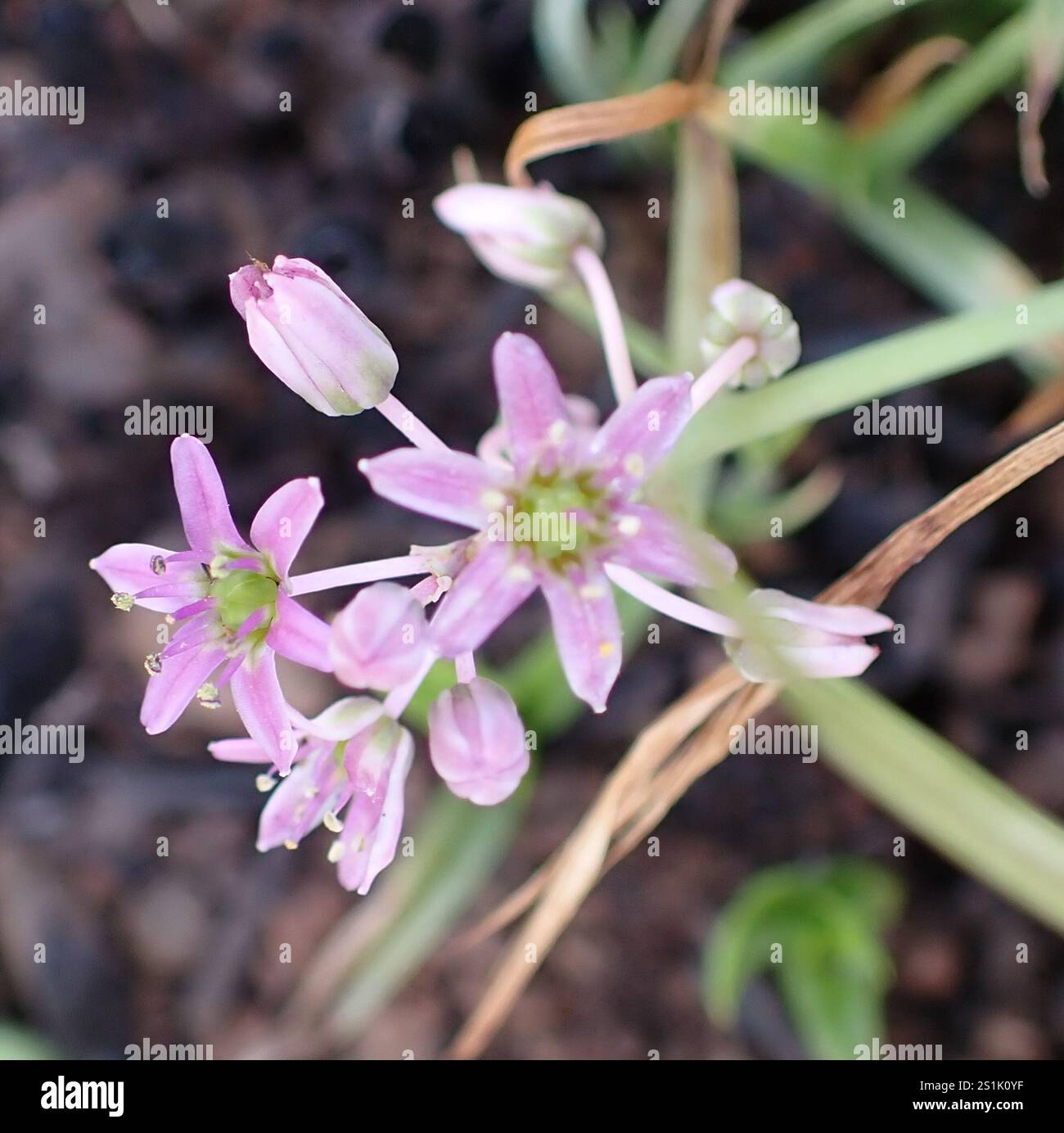 Cooper’s African hyacinth (Ledebouria cooperi Stock Photo - Alamy