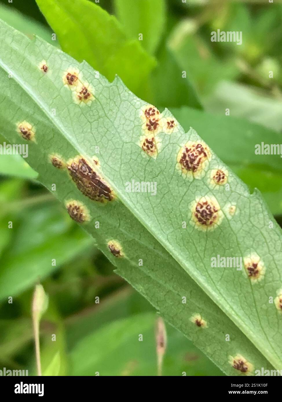 rust fungi (Pucciniales Stock Photo - Alamy