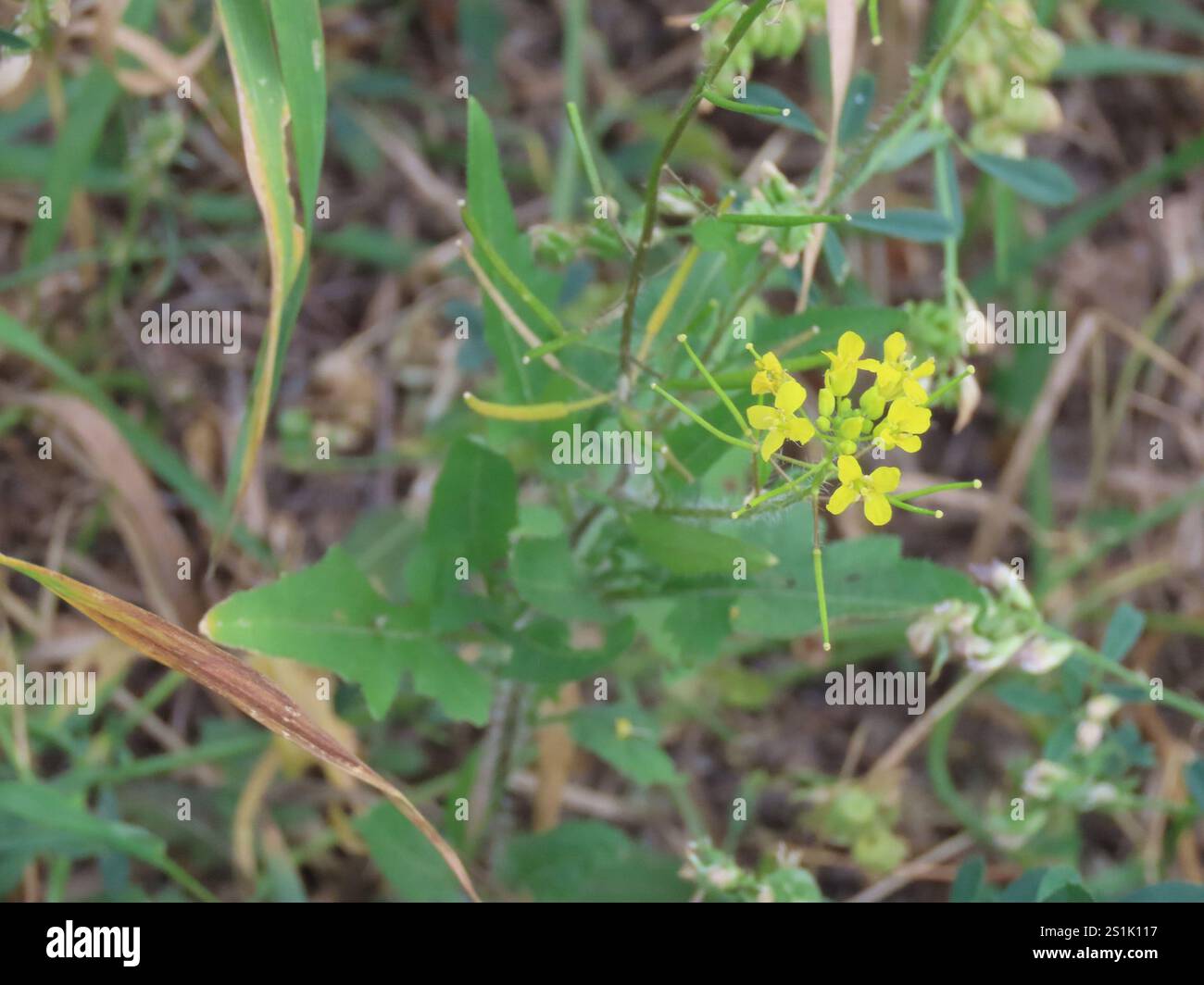 Tall Tumblemustard (Sisymbrium altissimum Stock Photo - Alamy