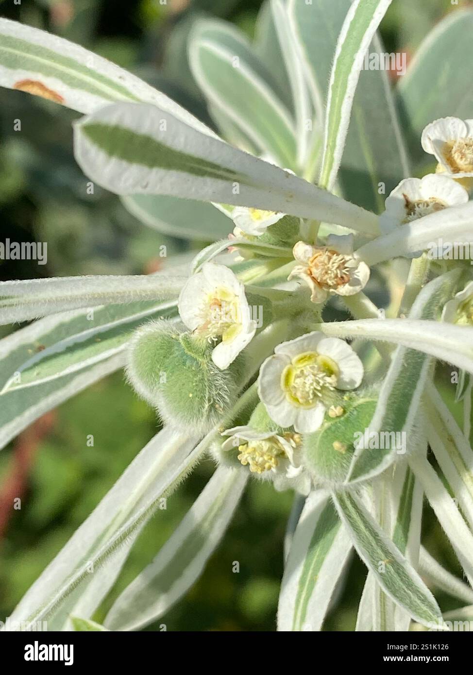 snow-on-the-prairie (Euphorbia bicolor Stock Photo - Alamy