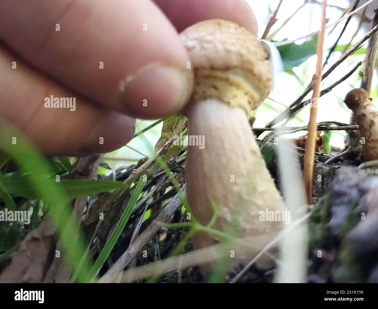 honey mushrooms (Armillaria Stock Photo - Alamy
