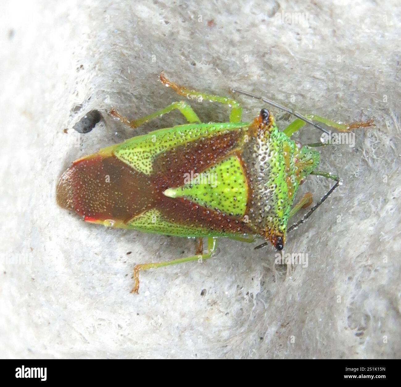 Hawthorn Shield Bug (Acanthosoma haemorrhoidale Stock Photo - Alamy