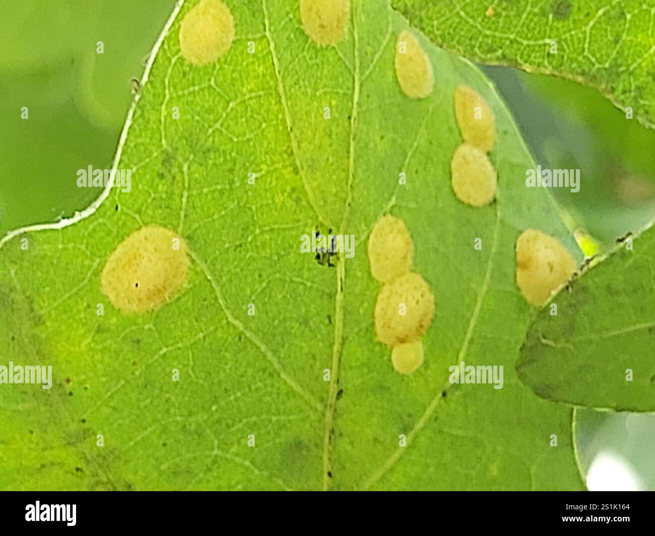 Common Spangle Gall Wasp (Neuroterus quercusbaccarum Stock Photo - Alamy