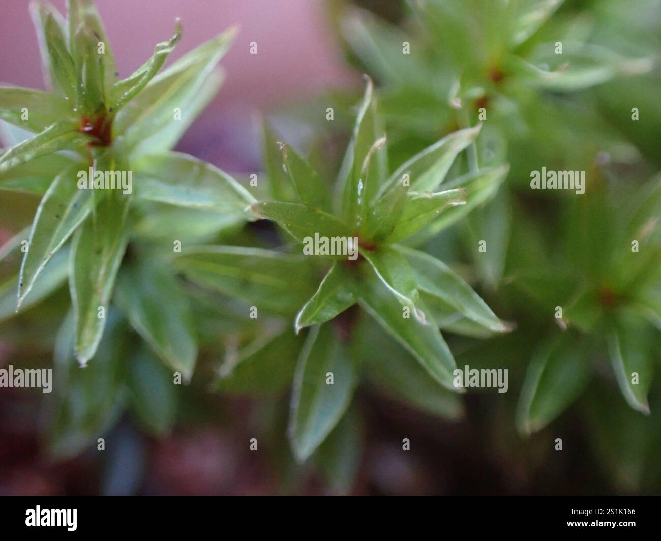 Long-leaved Thread Moss (Ptychostomum pseudotriquetrum Stock Photo - Alamy