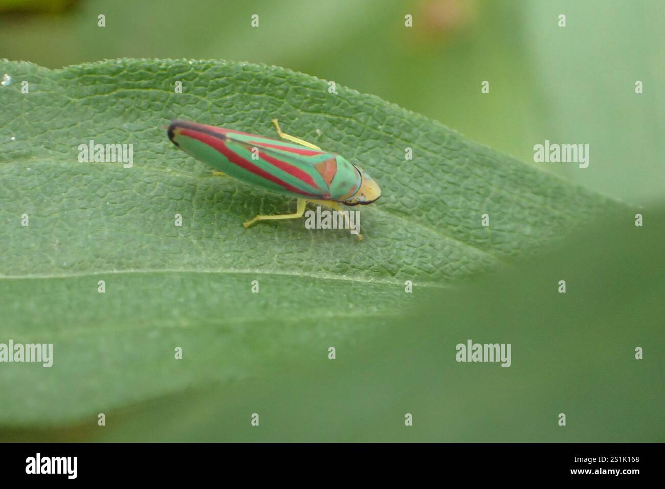 Red-banded Leafhopper (Graphocephala coccinea Stock Photo - Alamy