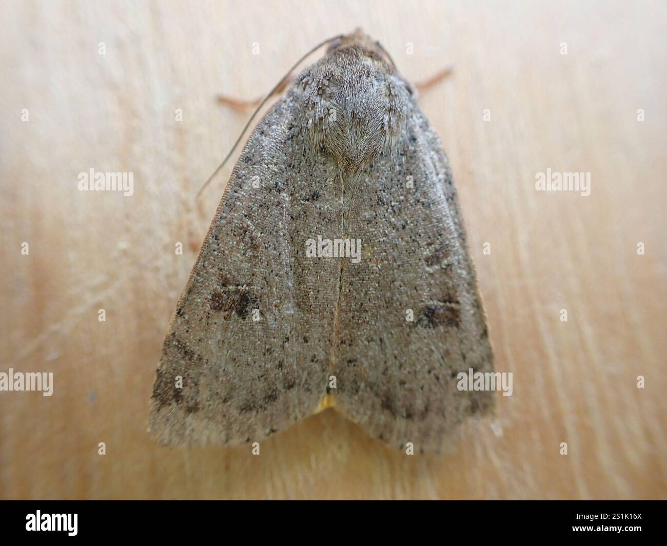 Lesser Yellow Underwing (Noctua comes Stock Photo - Alamy