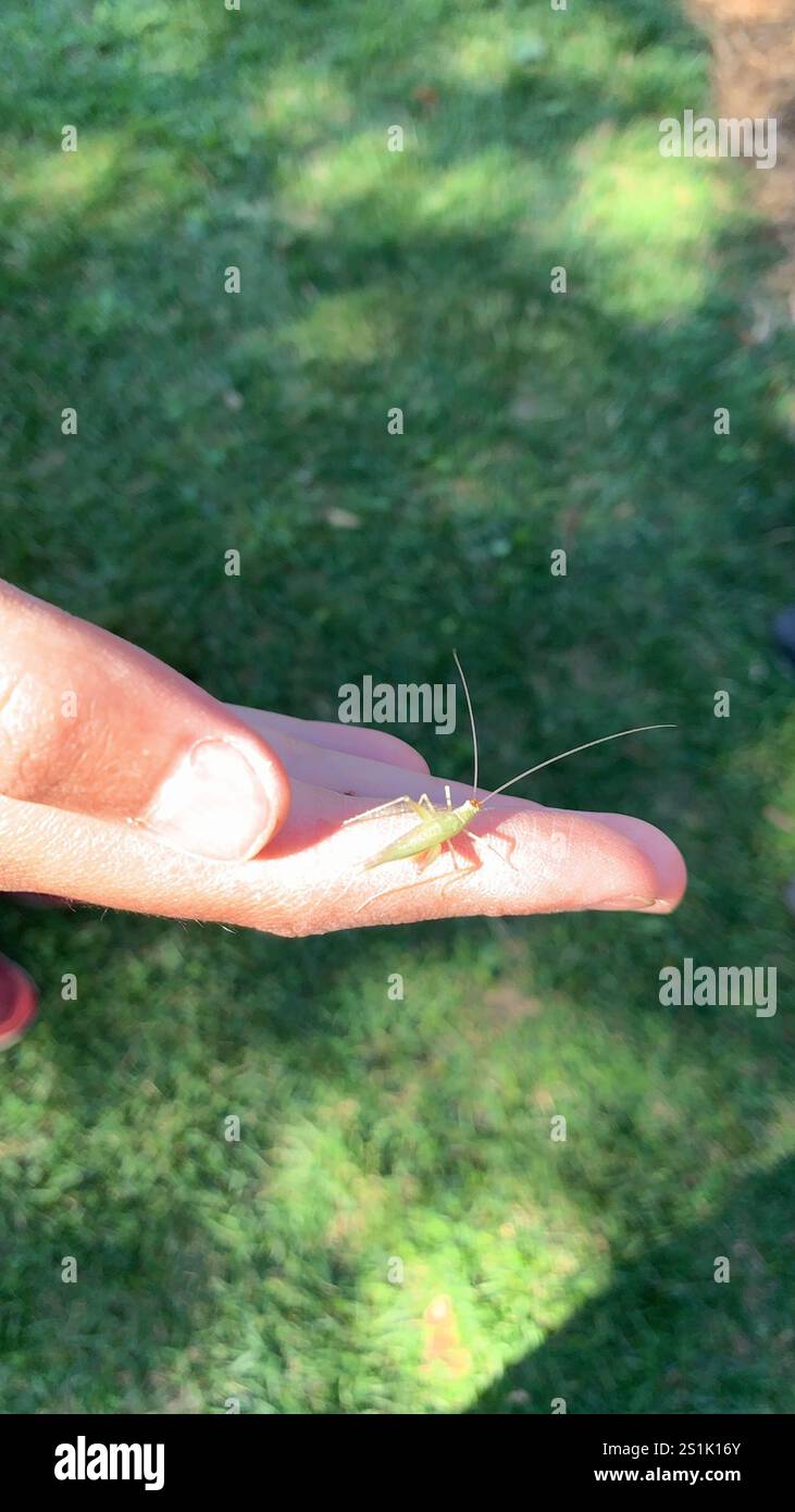 Common Tree Crickets (Oecanthus Stock Photo - Alamy