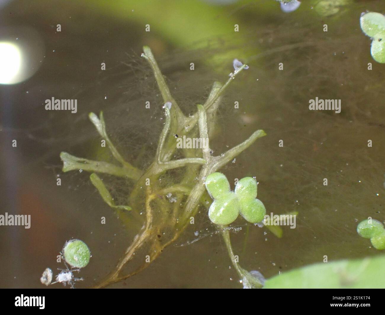 Floating Crystalwort (Riccia fluitans Stock Photo - Alamy