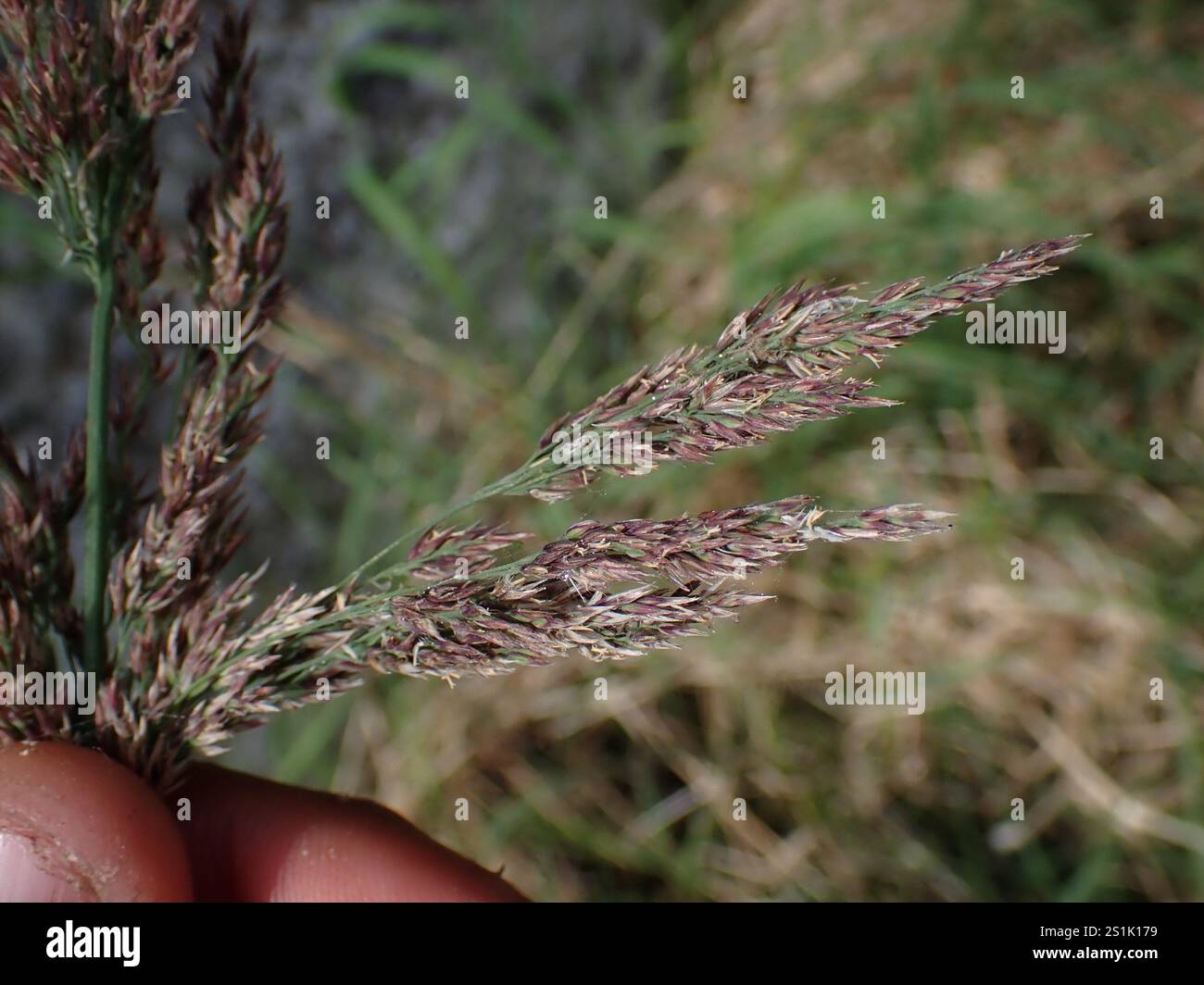 canadian bluejoint (Calamagrostis canadensis Stock Photo - Alamy