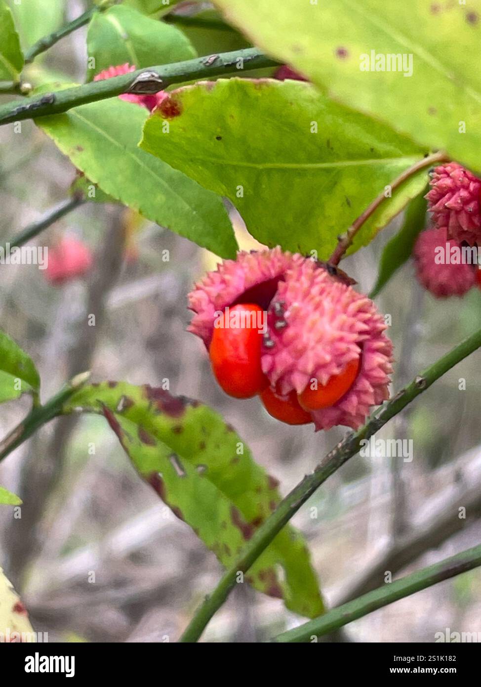 strawberry bush (Euonymus americanus Stock Photo - Alamy