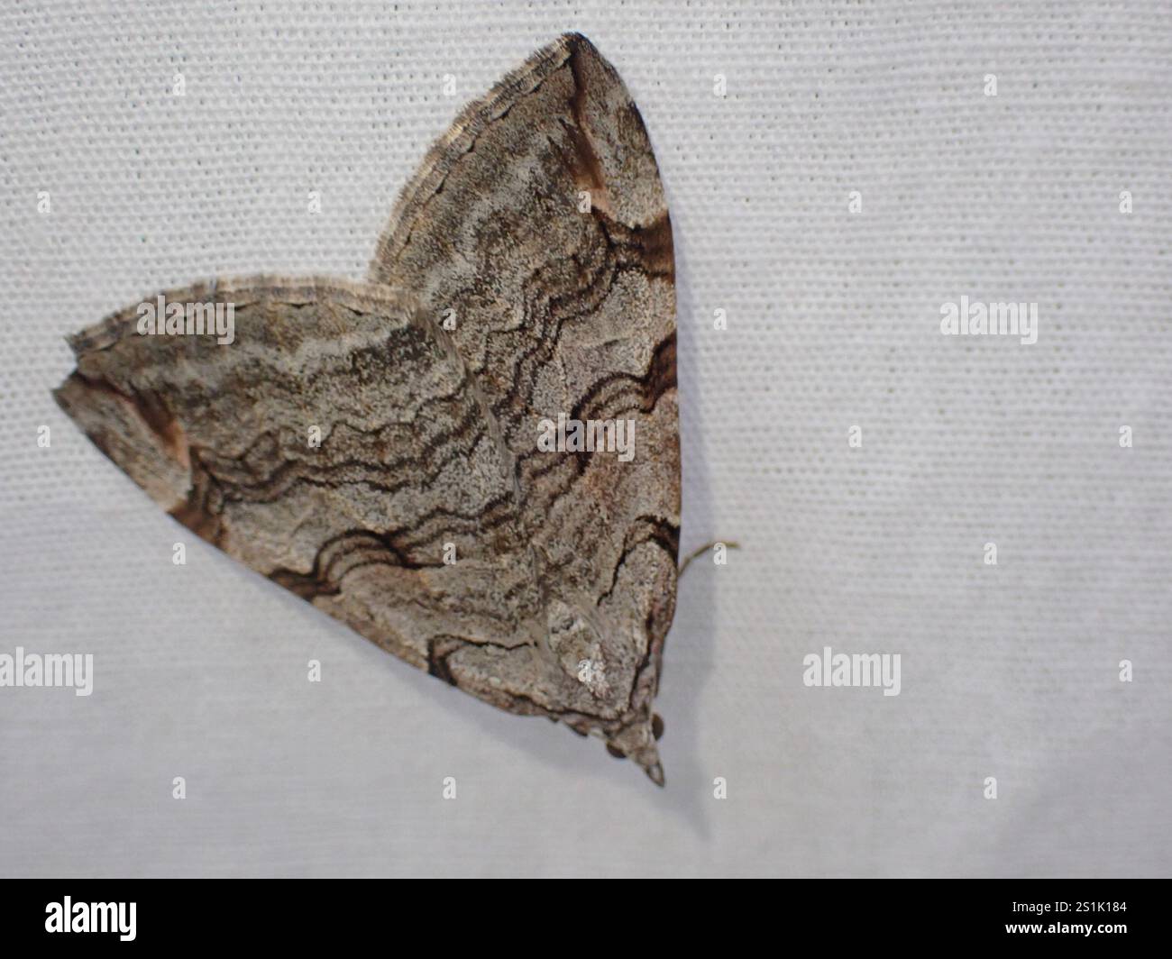 Treble Bar (Aplocera plagiata Stock Photo - Alamy