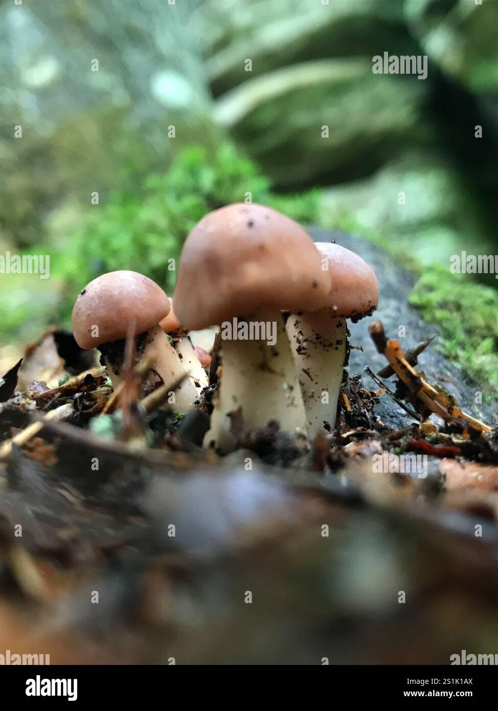 Spindleshank (Gymnopus fusipes Stock Photo - Alamy