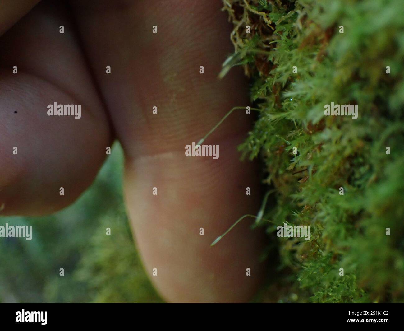 Geniculate Four-tooth Moss (Tetraphis geniculata Stock Photo - Alamy