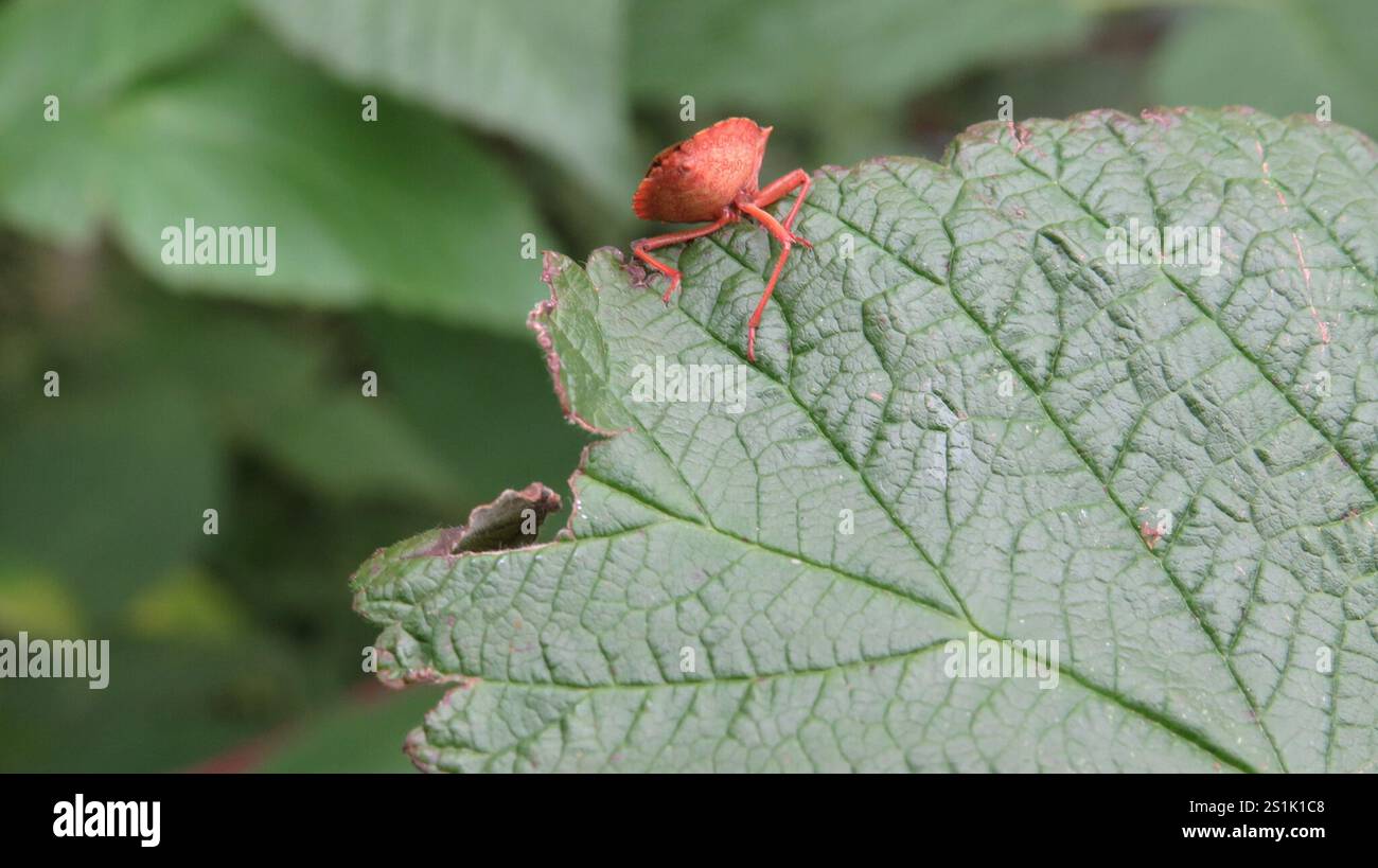 Black-shouldered Shieldbug (Carpocoris purpureipennis Stock Photo - Alamy
