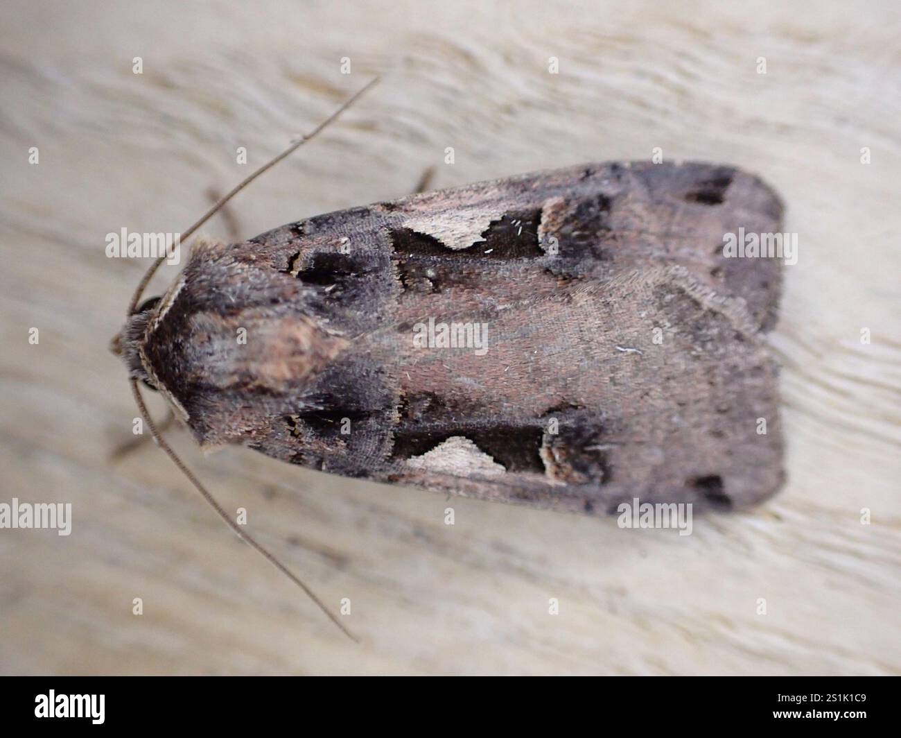 Setaceous Hebrew Character (Xestia c-nigrum Stock Photo - Alamy